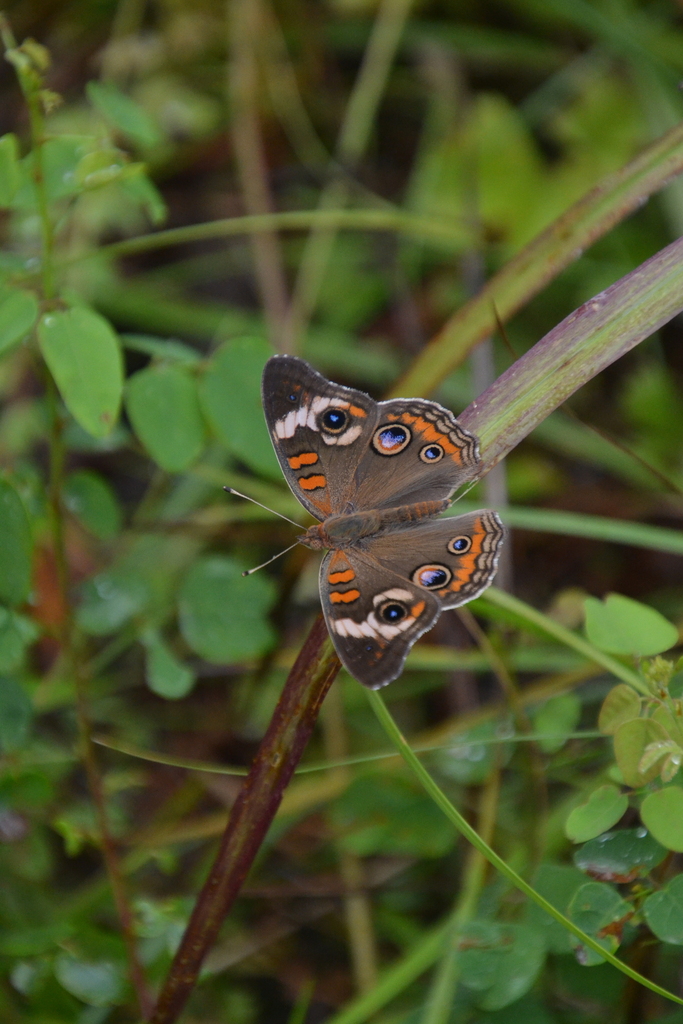 Common Buckeye from Jones County, GA, USA on July 30, 2023 at 05:06 PM ...