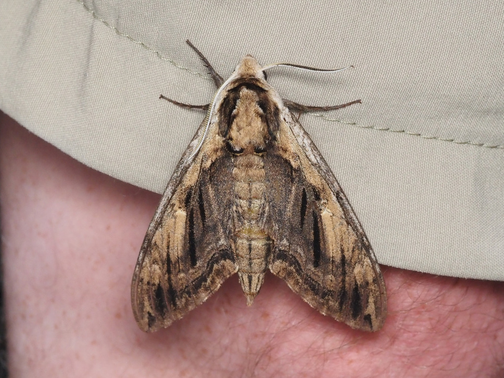 Elm Sphinx from Westmoreland County, PA, USA on July 28, 2023 at 09:39 ...