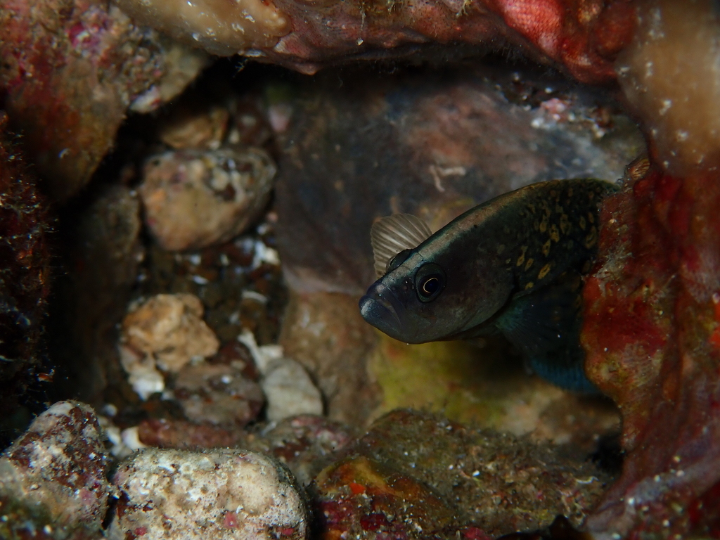 Twice-spotted Soapfish from Daphne Minor, Ecuador on July 29, 2023 at ...