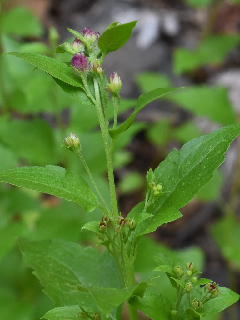 Western Snakeroot from Bear Canyon Yakima County, WA, USA on June 18 ...