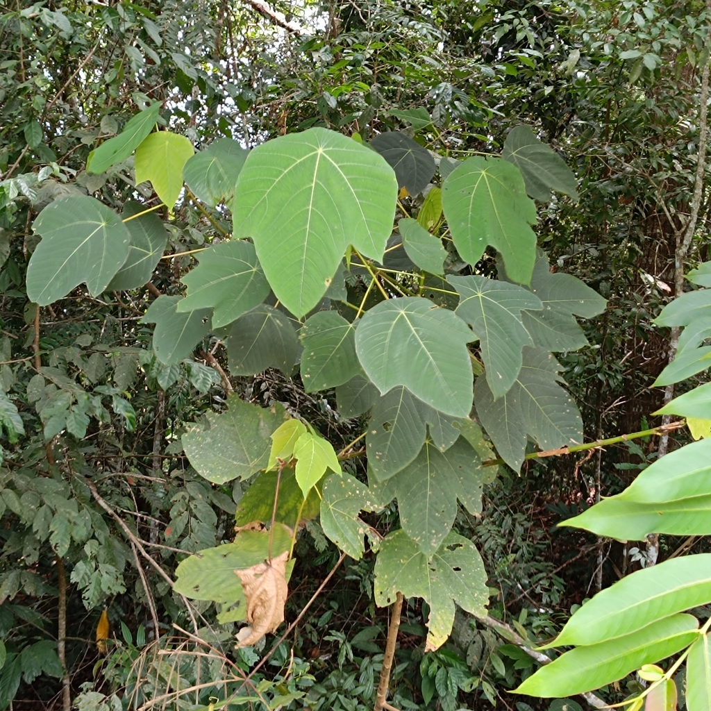 White-leaved fig from X5GH+5WH ตำบล อัยเยอร์เวง อำเภอเบตง ยะลา 95110 ประเทศไทย on July 31, 2023 ...
