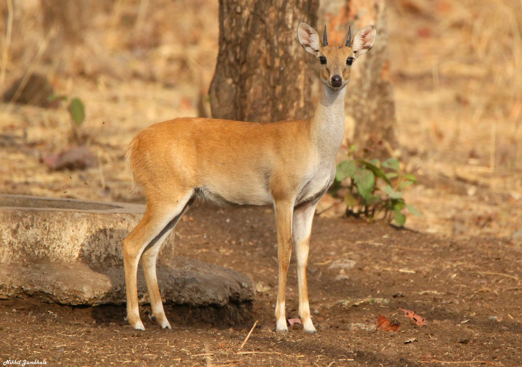 Four-horned Antelopes (Tetracerus) - Know Your Mammals