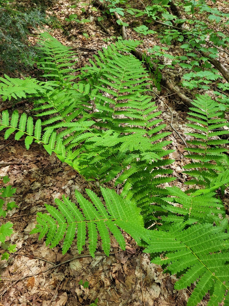 interrupted fern from Parry Sound District, ON, Canada on July 25, 2023 ...