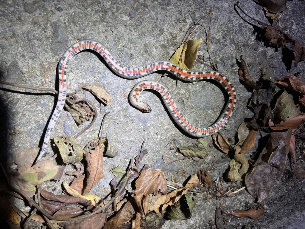 Ornate Kukri Snake from 臺灣島, 復興區, TAO, TW on August 23, 2022 at 09:39 ...