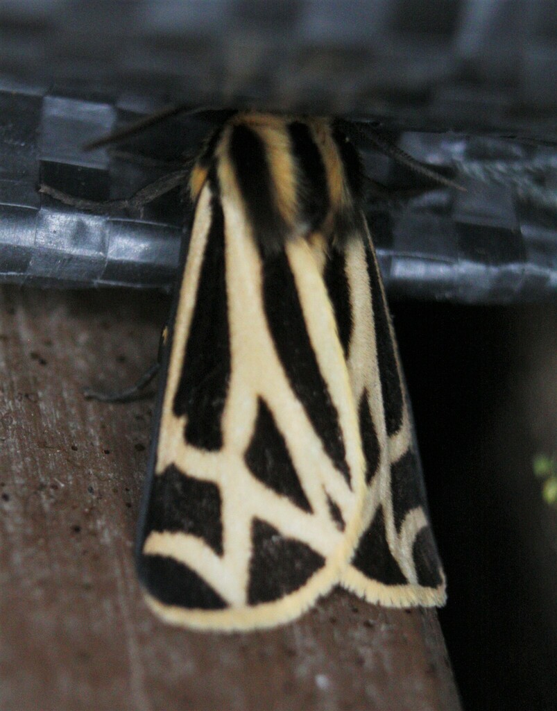 Apantesis from 1524 Sunset Dr, Norman, OK 73069, USA on July 31, 2023 ...