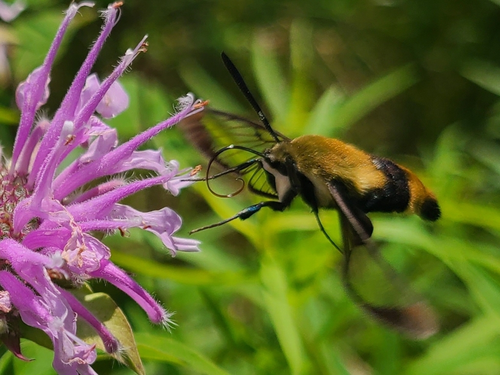 Snowberry Clearwing from Vins, Hartford, VT 05001, USA on July 31, 2023 ...