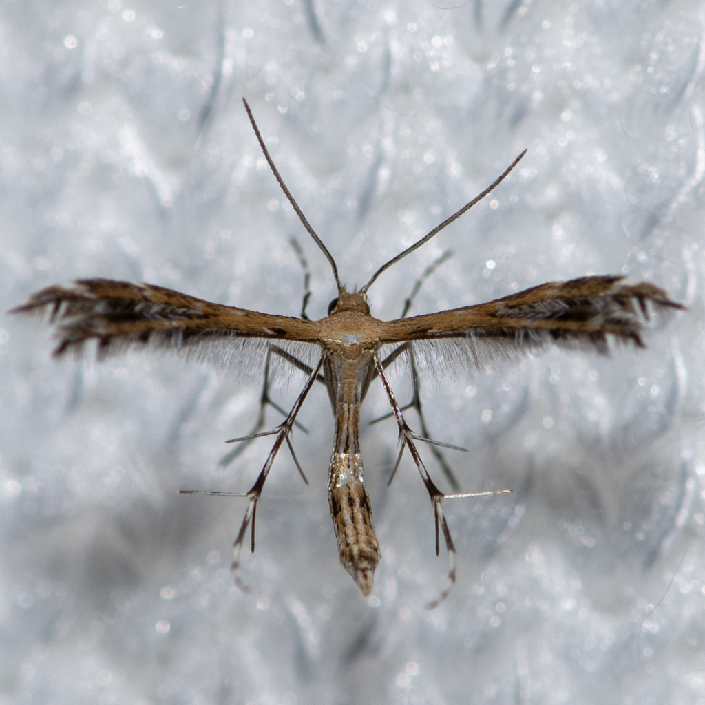 Sundew Plume Moth from Cooter's Bog, Vernon Parish, LA, USA on July 25 ...