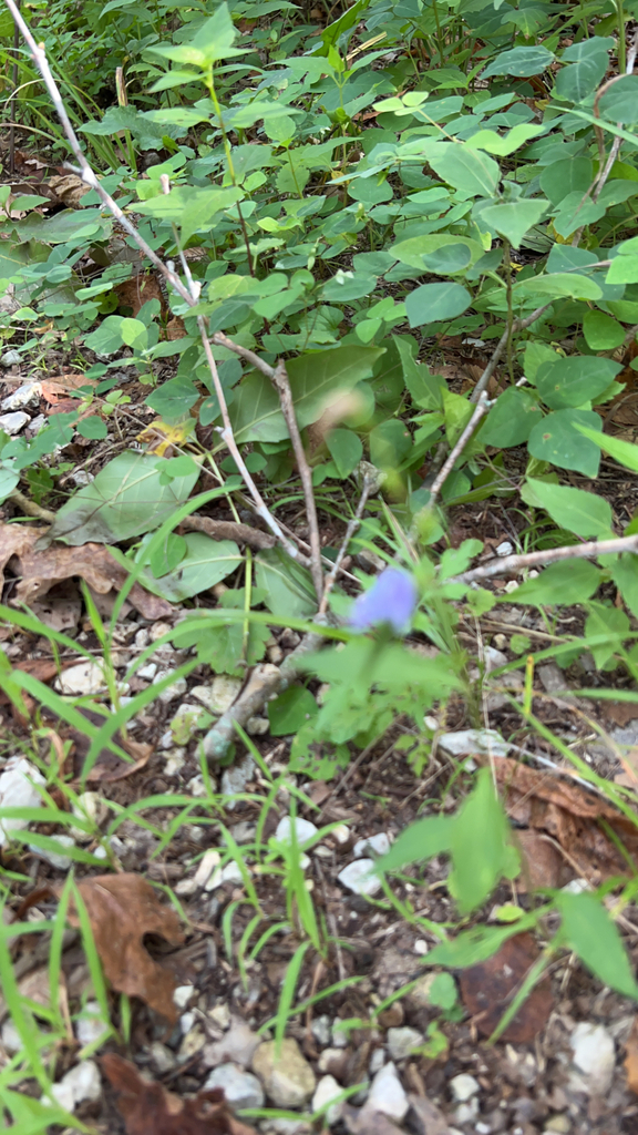 Texas baby blue eyes from Eureka on July 31, 2023 at 09:25 AM by ...