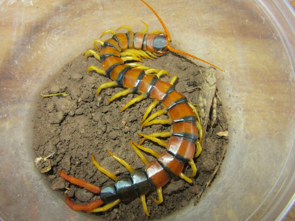 Giant Desert Centipede from Cochise County, AZ, USA on July 21, 2023 at ...