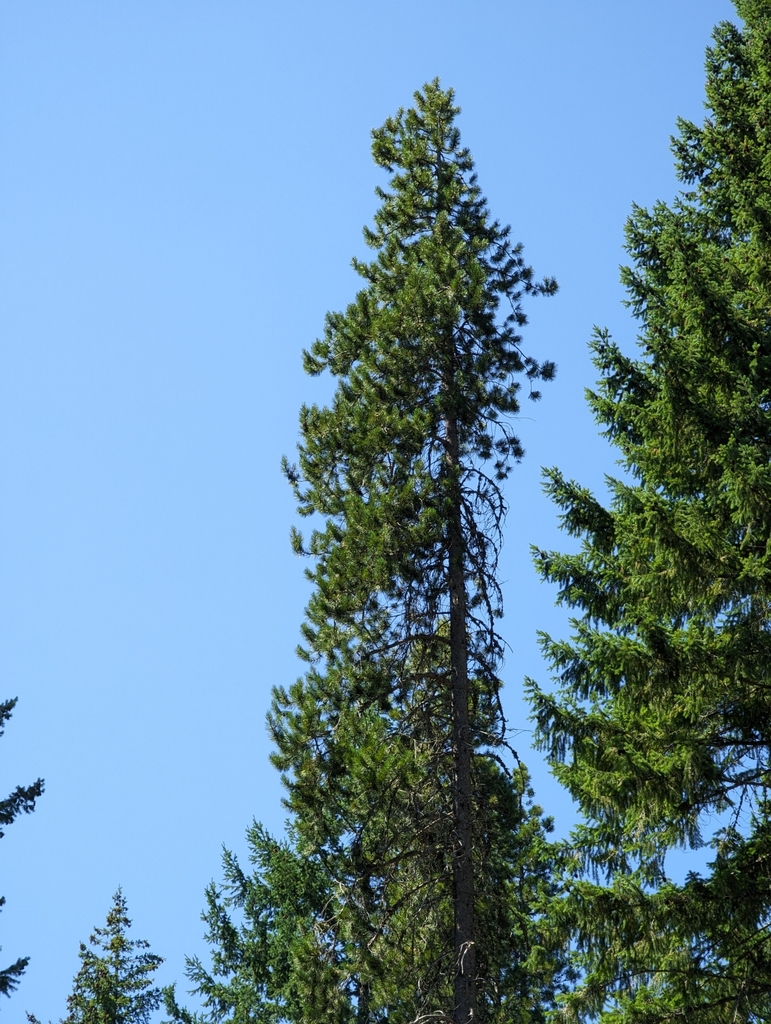 lodgepole pine from Easton, WA, USA on July 30, 2023 at 02:39 PM by ...