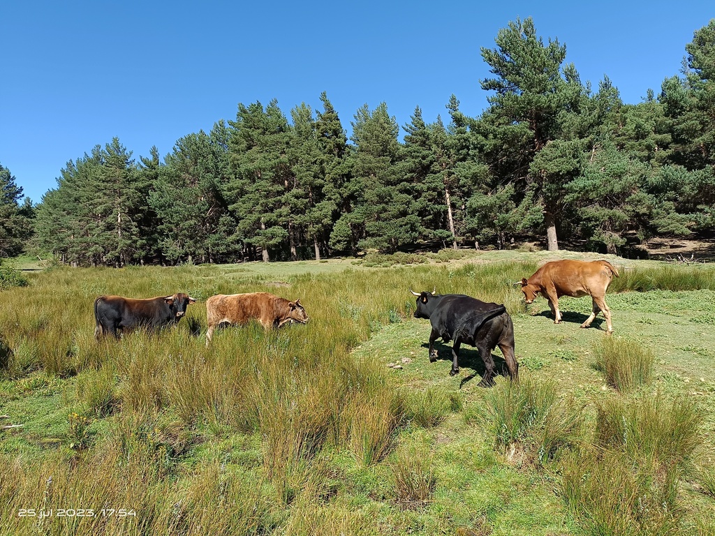 Domestic Cattle from Almería, España on July 25, 2023 at 05:54 PM by ...