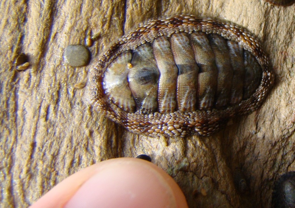 Snakeskin Chiton from West Head 7281, New Zealand on January 14, 2019 ...