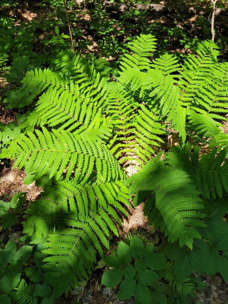 Royal fern family from Parry Sound District, ON, Canada on July 25 ...