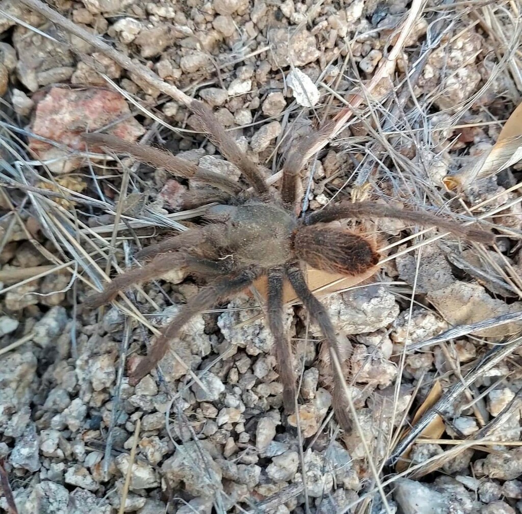 Santa Catalina Mountain Tarantula from Pima County, AZ, USA on July 19 ...