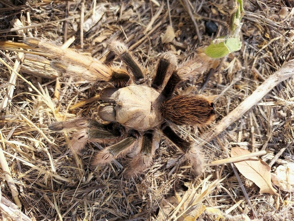 Desert Blonde Tarantula from Pima County, AZ, USA on July 20, 2023 at ...