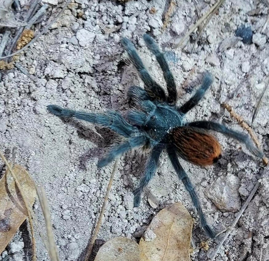 Grand Canyon Black Tarantula from Grant County, NM, USA on July 20 ...