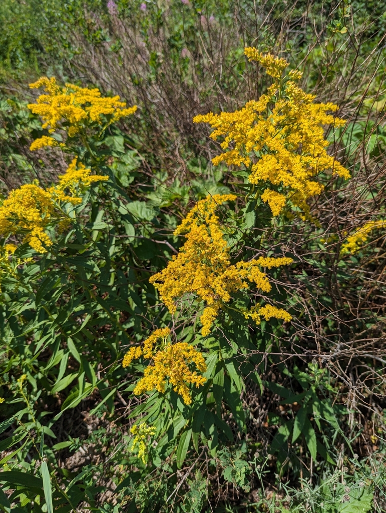 western goldenrod from Snoqualmie Pass, WA, USA on July 30, 2023 at 12: ...