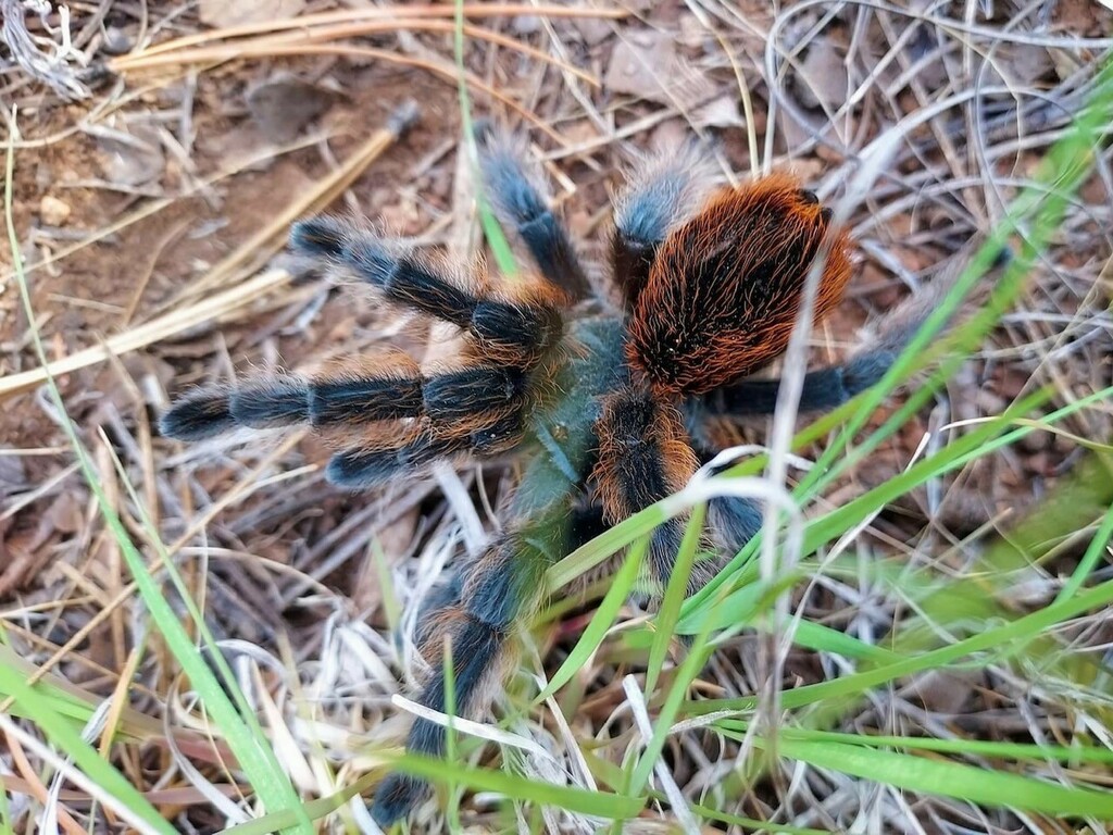 Grand Canyon Black Tarantula from Grant County, NM, USA on July 20 ...