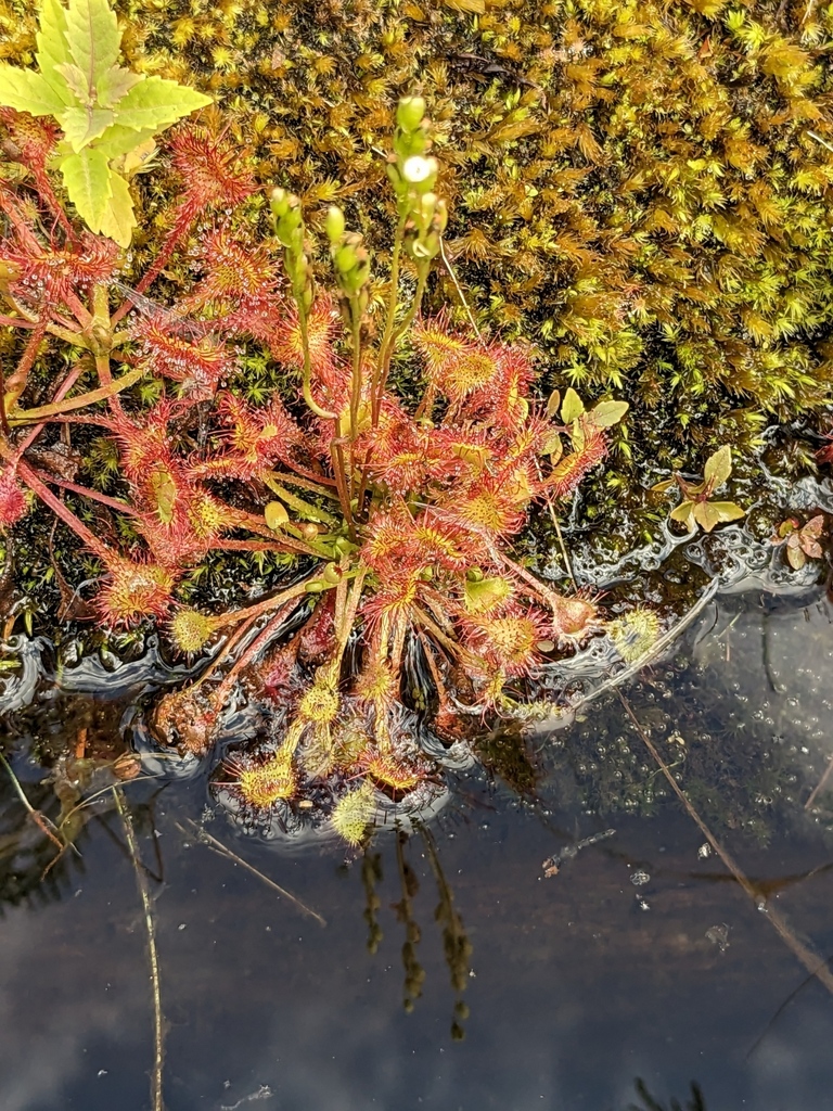 round-leaved sundew from Nanaimo, BC, Canada on July 30, 2023 at 03:09 ...