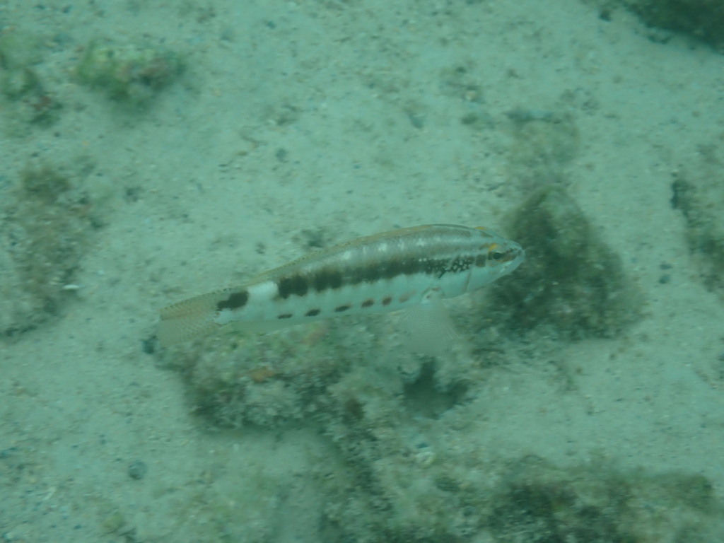 Barred Serrano from Santa Cruz, Ecuador on July 16, 2023 at 05:35 PM by ...