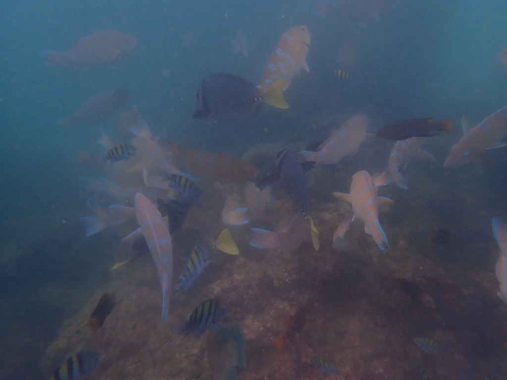 Razor Surgeonfish from Santa Cruz, Ecuador on July 16, 2023 at 05:53 PM ...