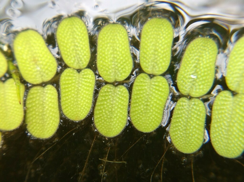 floating fern in July 2023 by Benny Wu · iNaturalist