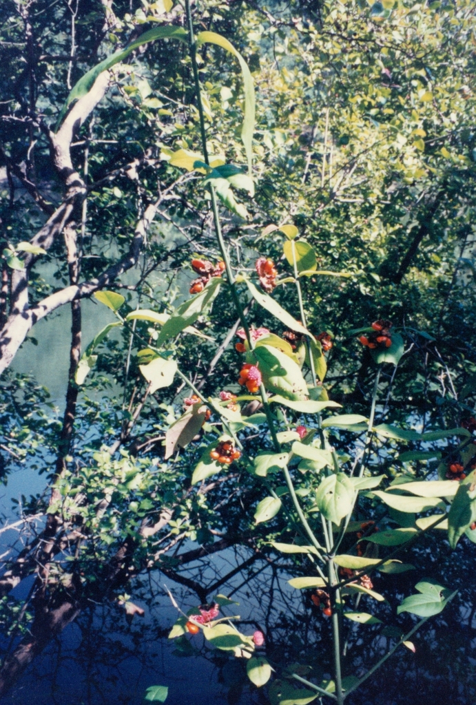 strawberry bush from Pickens County, SC, USA on October 2, 1998 at 11: ...