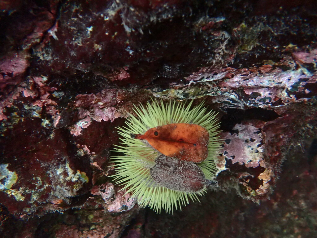 Lytechinus semituberculatus from Santa Cruz, Ecuador on July 16, 2023 ...