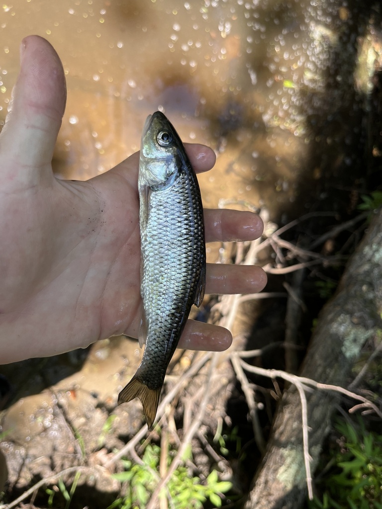 Fallfish from Delsea Dr, Sewell, NJ, US on July 31, 2023 at 11:54 AM by ...