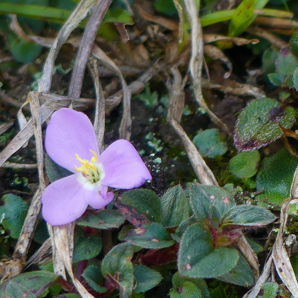Melastomatoideae from Vara Blanca, Heredia Province, Costa Rica on July ...