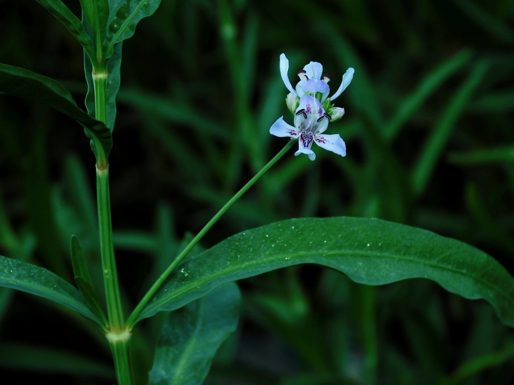 American water-willow in July 2023 by Michael J. Papay · iNaturalist