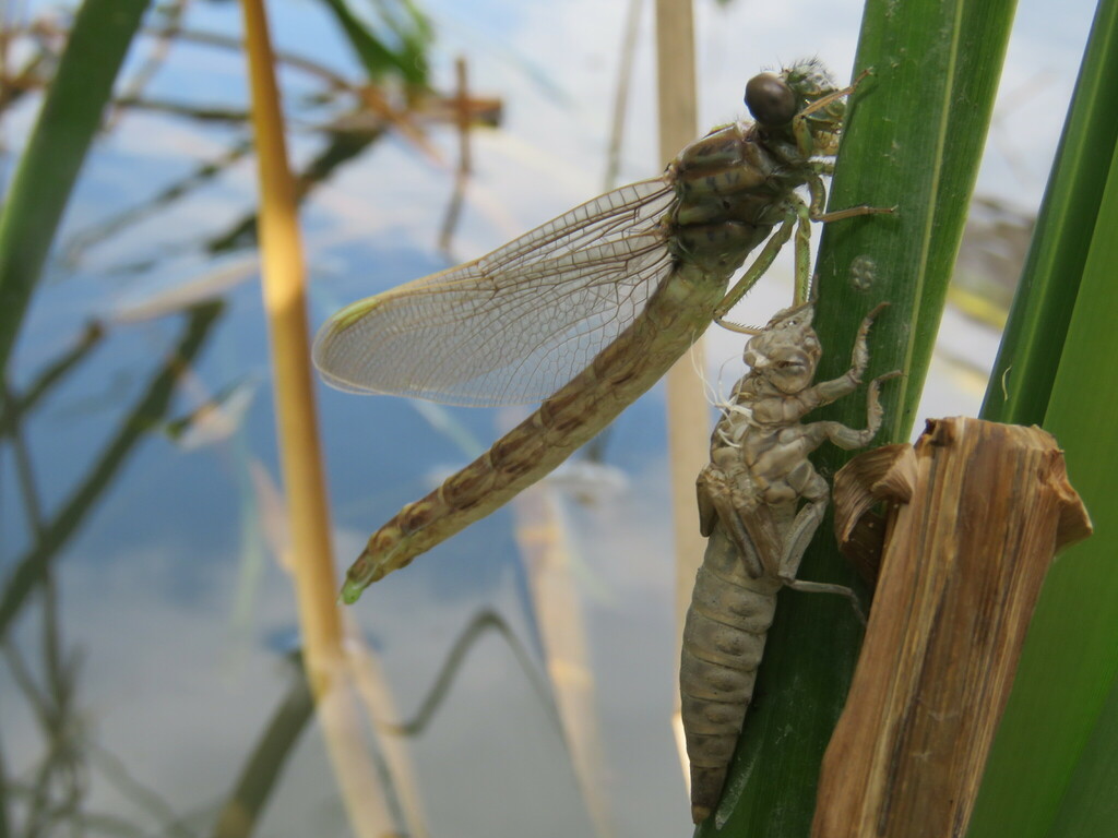 Elusive Clubtail from Contrecoeur, QC, Canada on July 30, 2023 at 02:12 ...
