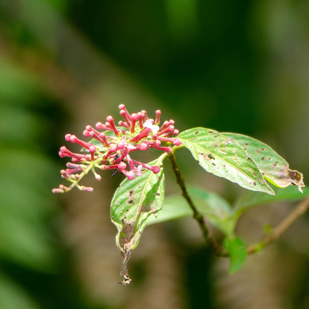 Gonzalagunia from Vara Blanca, Heredia Province, Costa Rica on July 23 ...