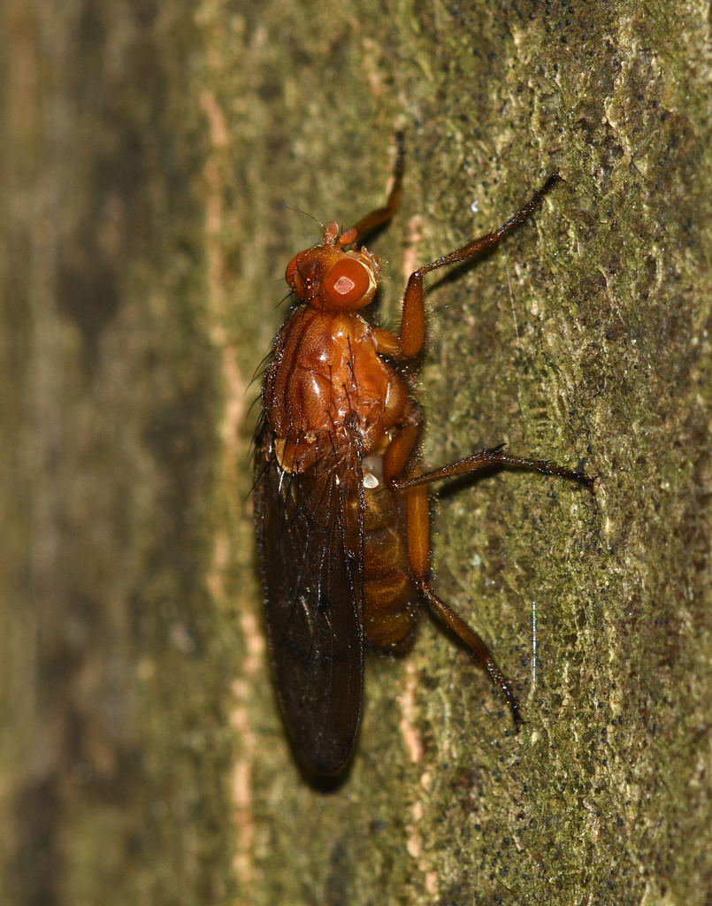 Dryomyza anilis from Pilczyce, Wrocław, Polska on July 30, 2023 at 02: ...