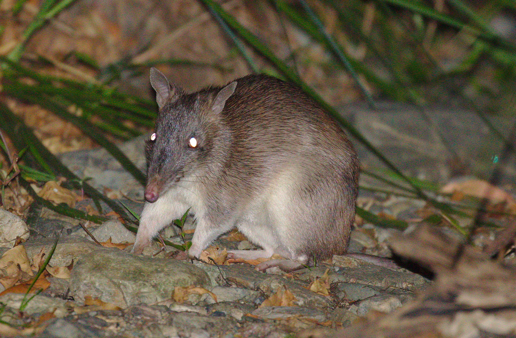 Bandicoots (Peramelidae) - Know Your Mammals