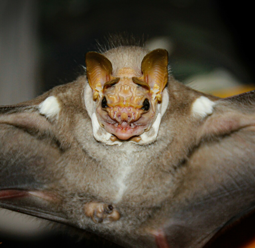 wrinkle-faced bat in December 2019 by Marcos Millan. Capturado con red de niebla y ...