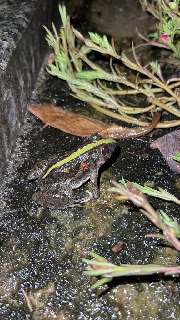 Paddy Field Frog from Tượng Đài Bác Hồ, Ho Chi Minh City, Ho Chi Minh ...