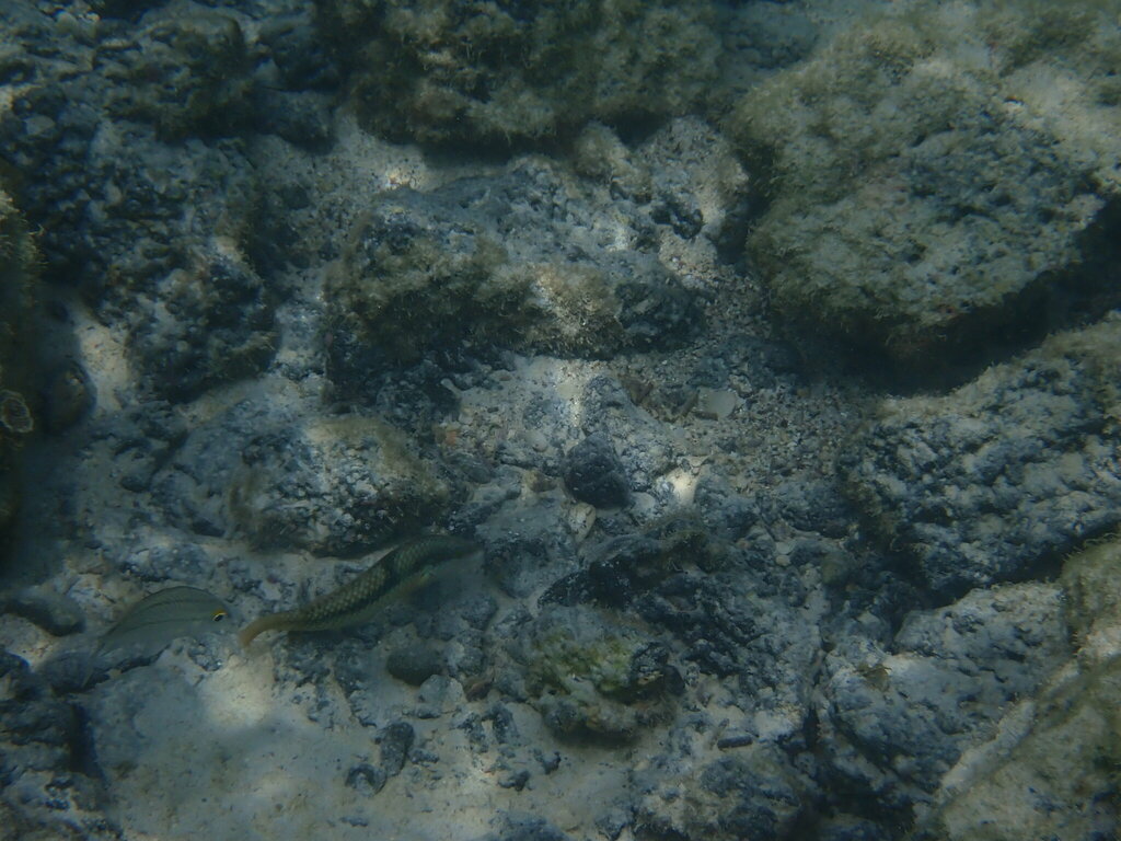 Grey Grunt from Santa Cruz, Ecuador on July 17, 2023 at 12:44 PM by TC ...