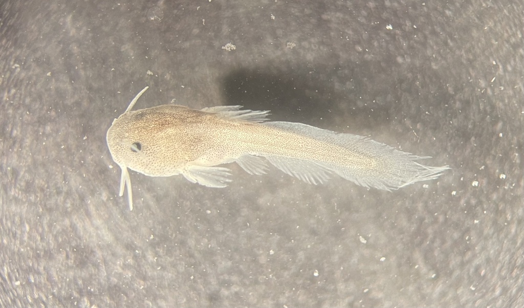 Tadpole Madtom from Okeechobee, FL, US on May 22, 2023 at 12:01 AM by ...