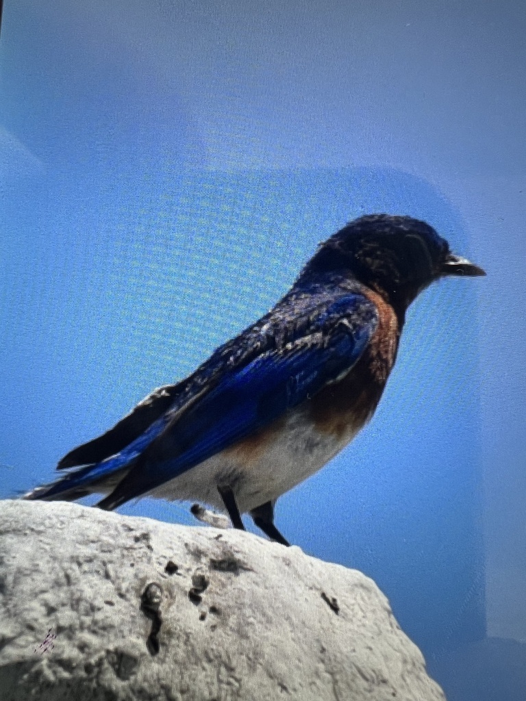 Bermuda Bluebird from Main Island, Bermuda, BM on July 25, 2023 at 05: ...