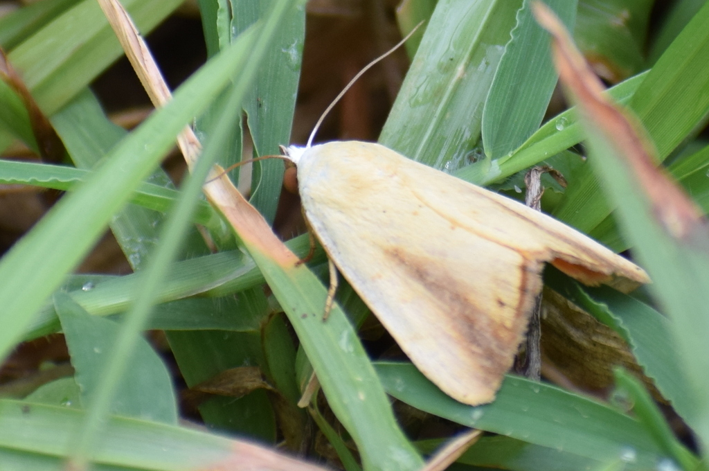 Xanthodes intersepta from Shushunia Pahar, West Bengal 722133, India on ...