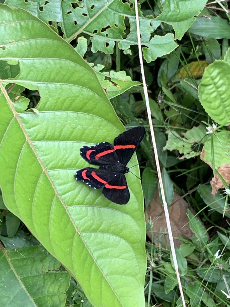 Ancyluris from Mera, Pastaza, EC on July 31, 2023 at 11:38 AM by Alex ...