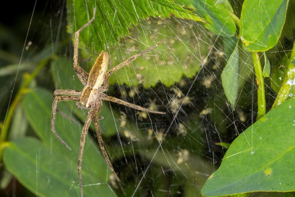 American Nursery Web Spider from Tallmadge, OH, USA on July 13, 2023 at ...