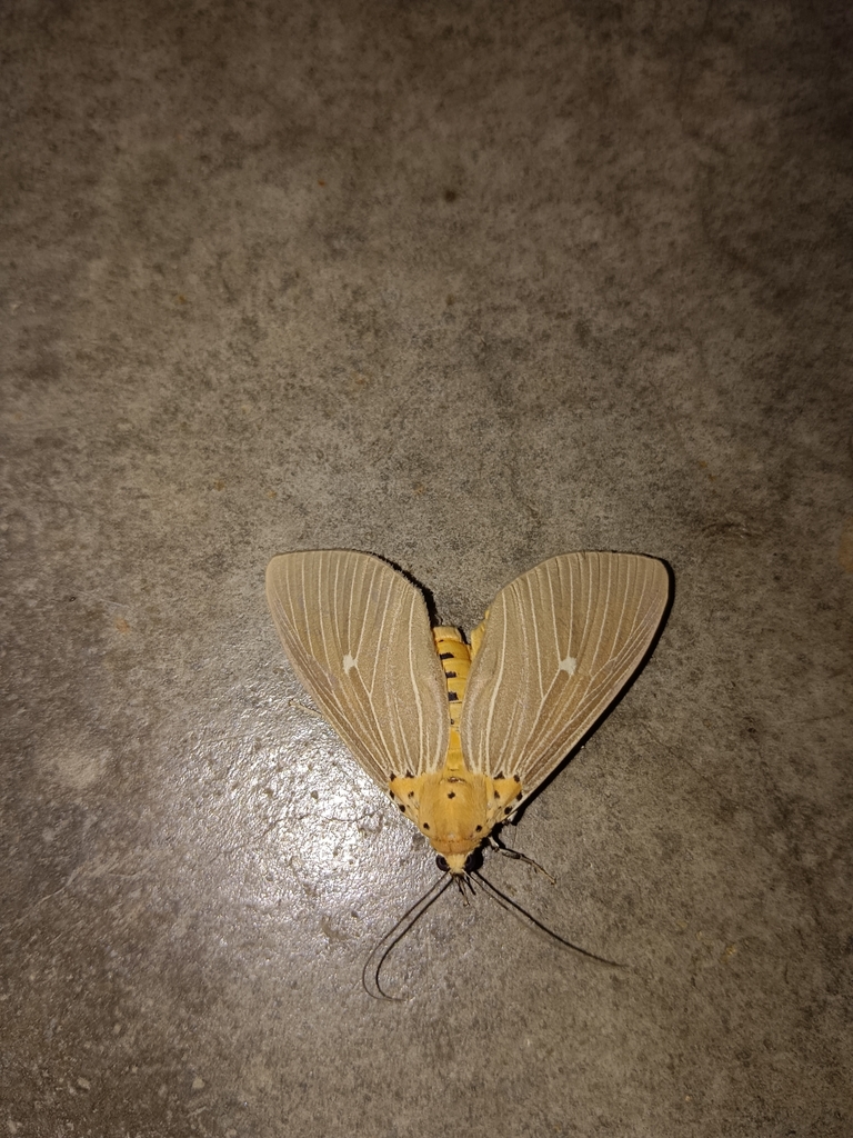 Tropical Tiger Moth from 5J3W+VJC, Patowary Para, KAILASHPUR, Jalukbari ...
