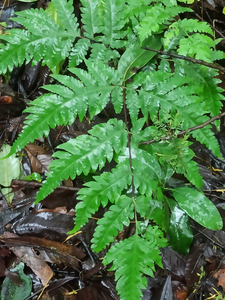 ferns from Vellad, Kerala, India on July 30, 2023 at 11:12 AM by Sindhu ...