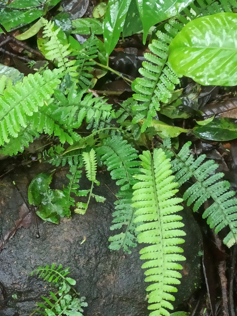 ferns from Vellad, Kerala, India on July 30, 2023 at 11:12 AM by Sindhu ...