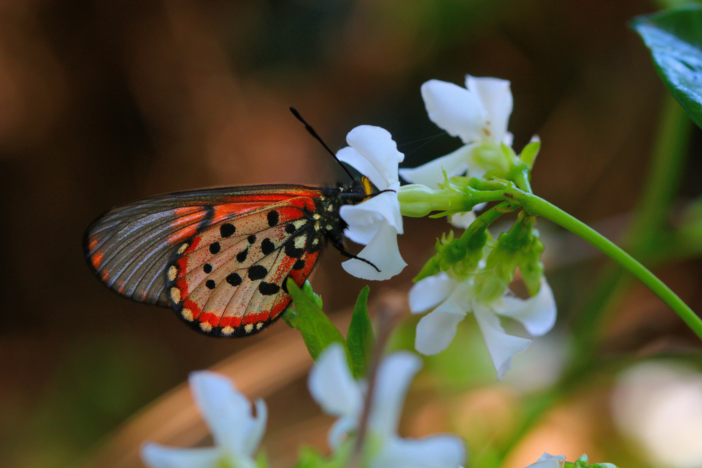 Garden Acraea from Groenkloof 358-Jr, Pretoria, 0027, South Africa on ...