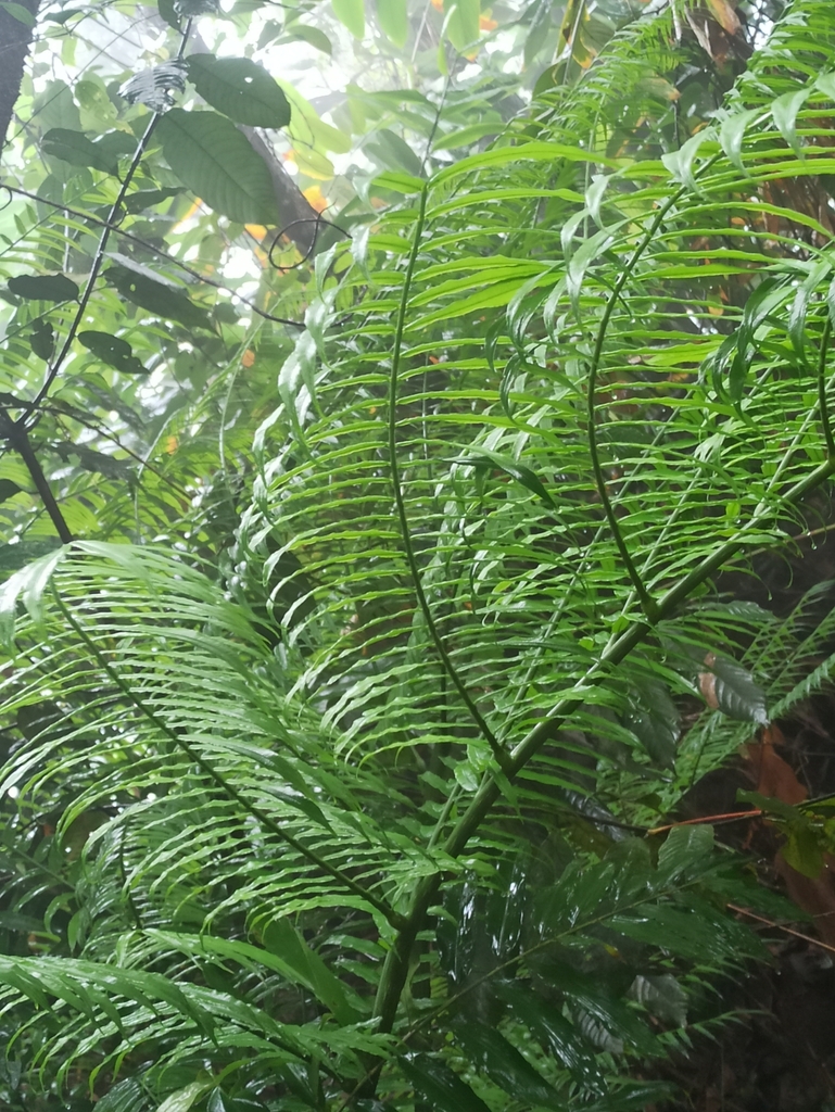 ferns from Vellad, Kerala, India on July 30, 2023 at 10:53 AM by Sindhu ...