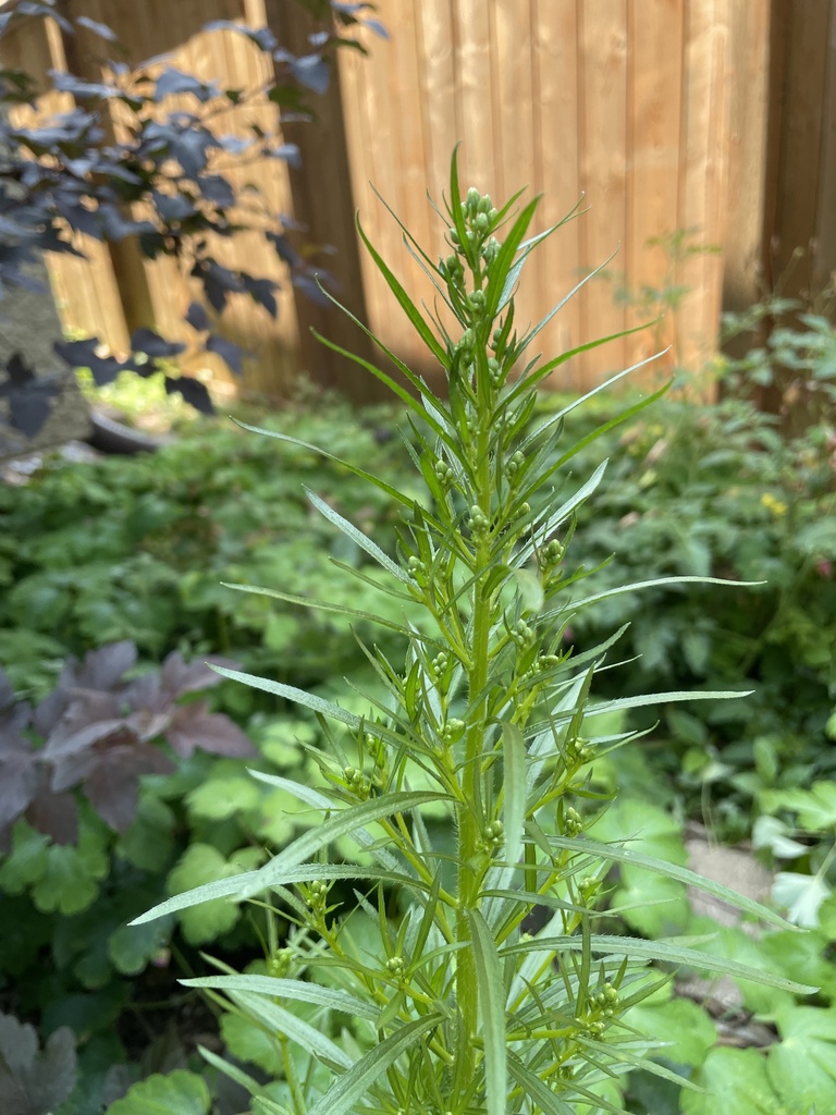 horseweed from Bartlet Ave, Winnipeg, MB, CA on July 31, 2023 at 11:58 ...