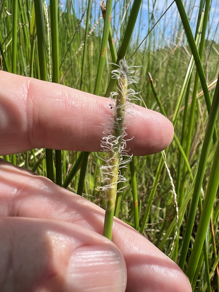 Gulf Coast Spikerush from NW Green River Pkwy, Jensen Beach, FL, US on ...